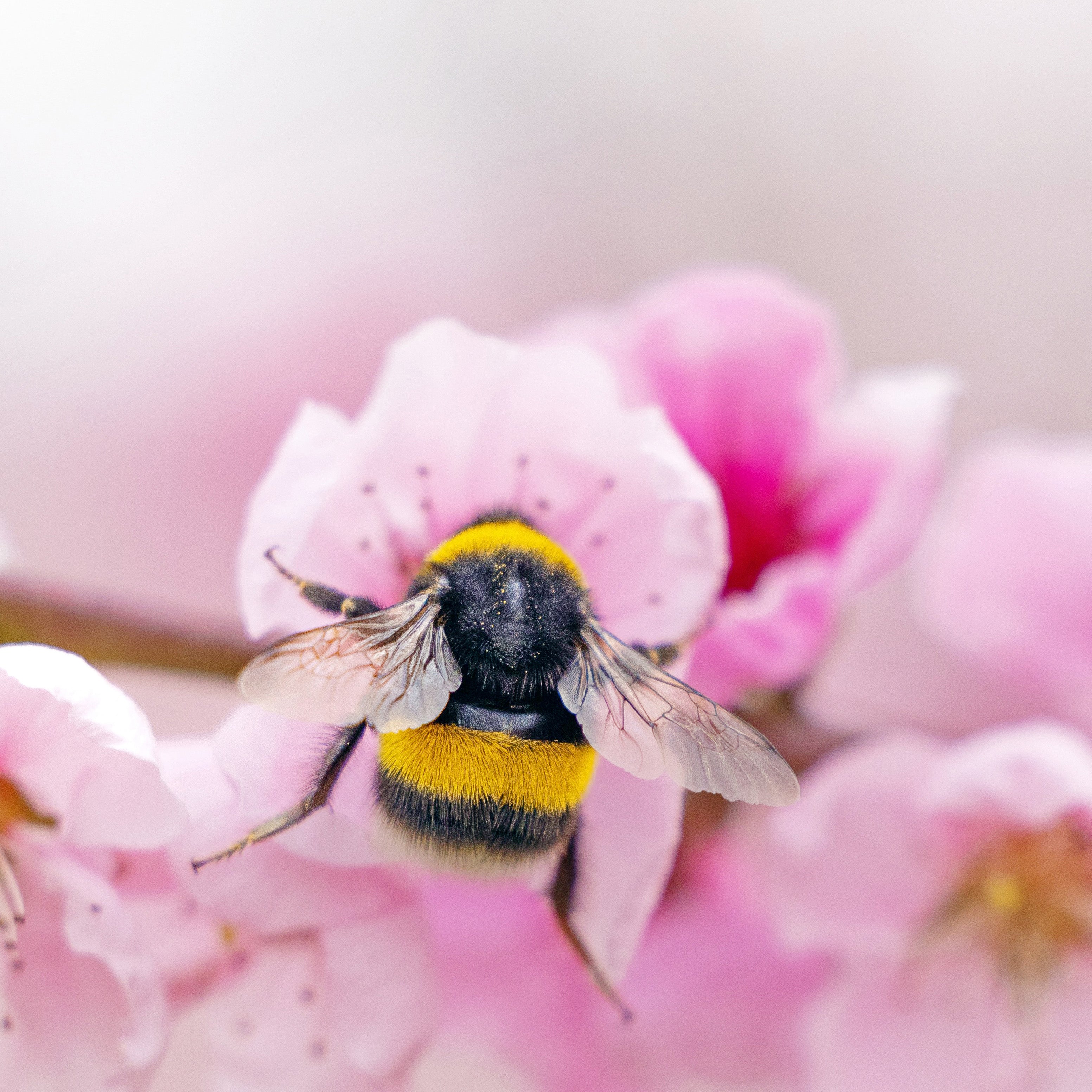 Bees – Brookside Garden Centre