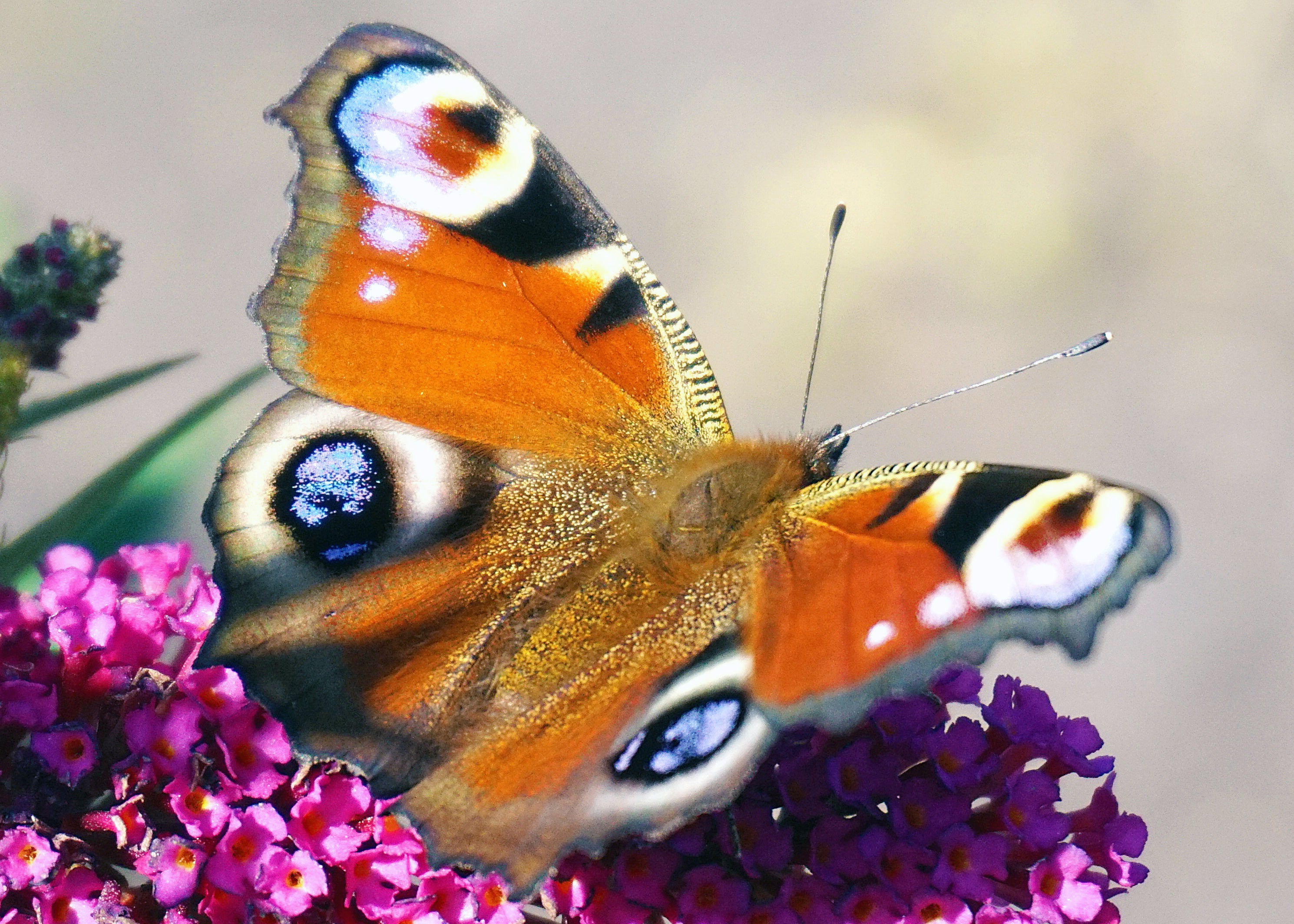 Butterflies – Brookside Garden Centre