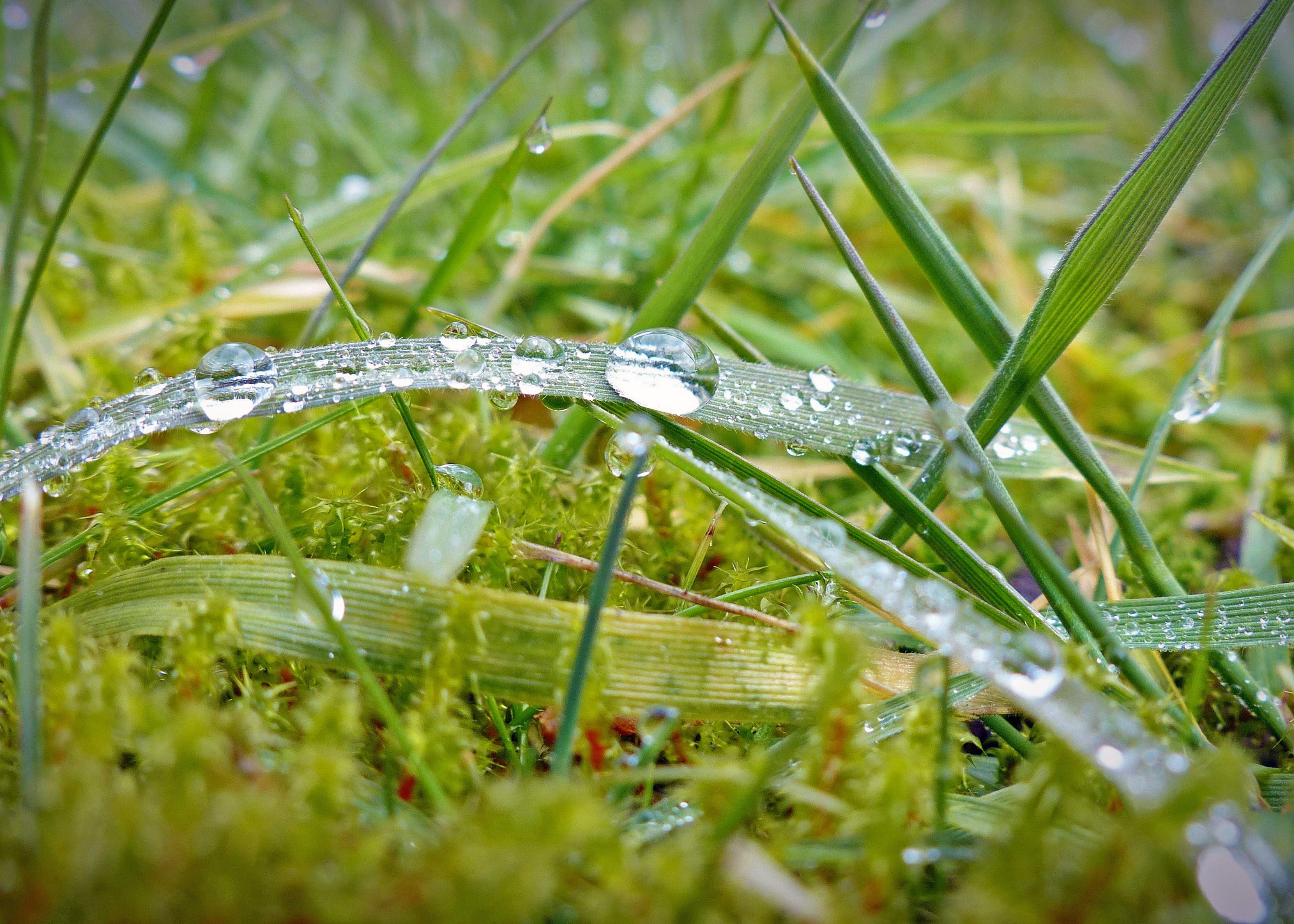 Autumn & Winter Lawn Care – Brookside Garden Centre