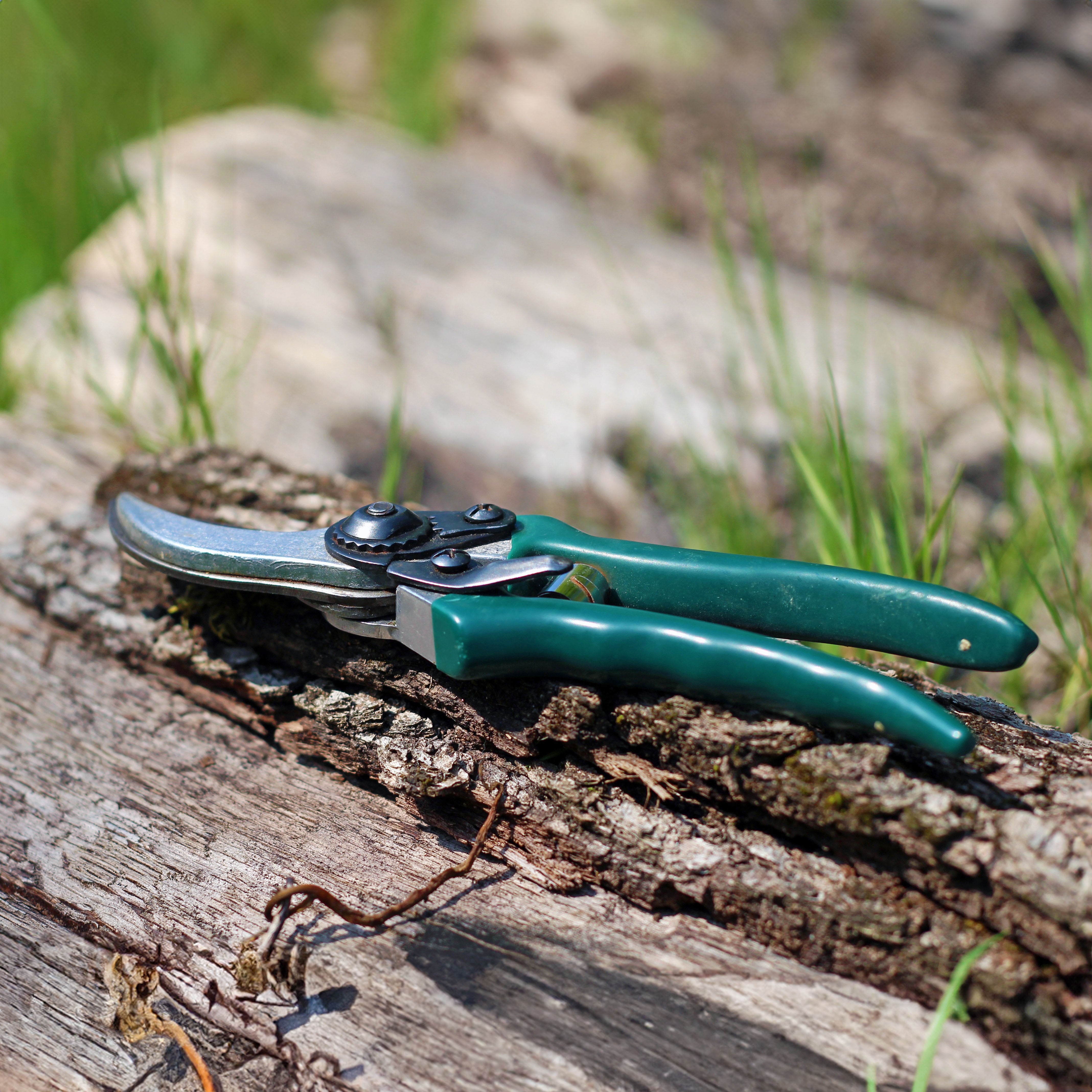 Pruning – Brookside Garden Centre